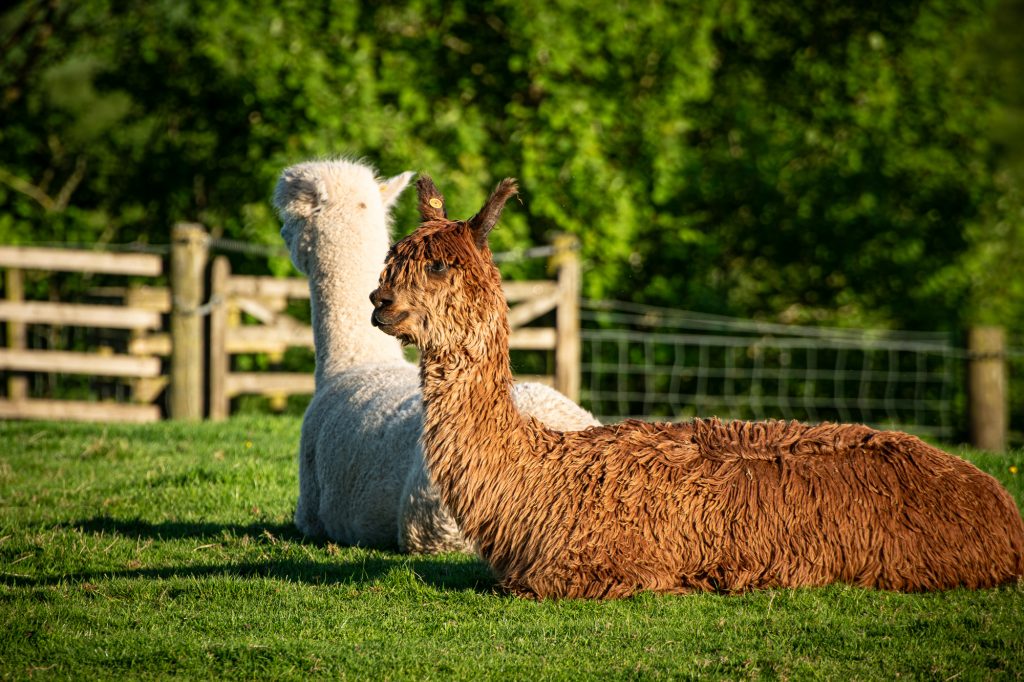 Craighead Howfs | Luxury Glamping & Holiday Cottage in Scotland